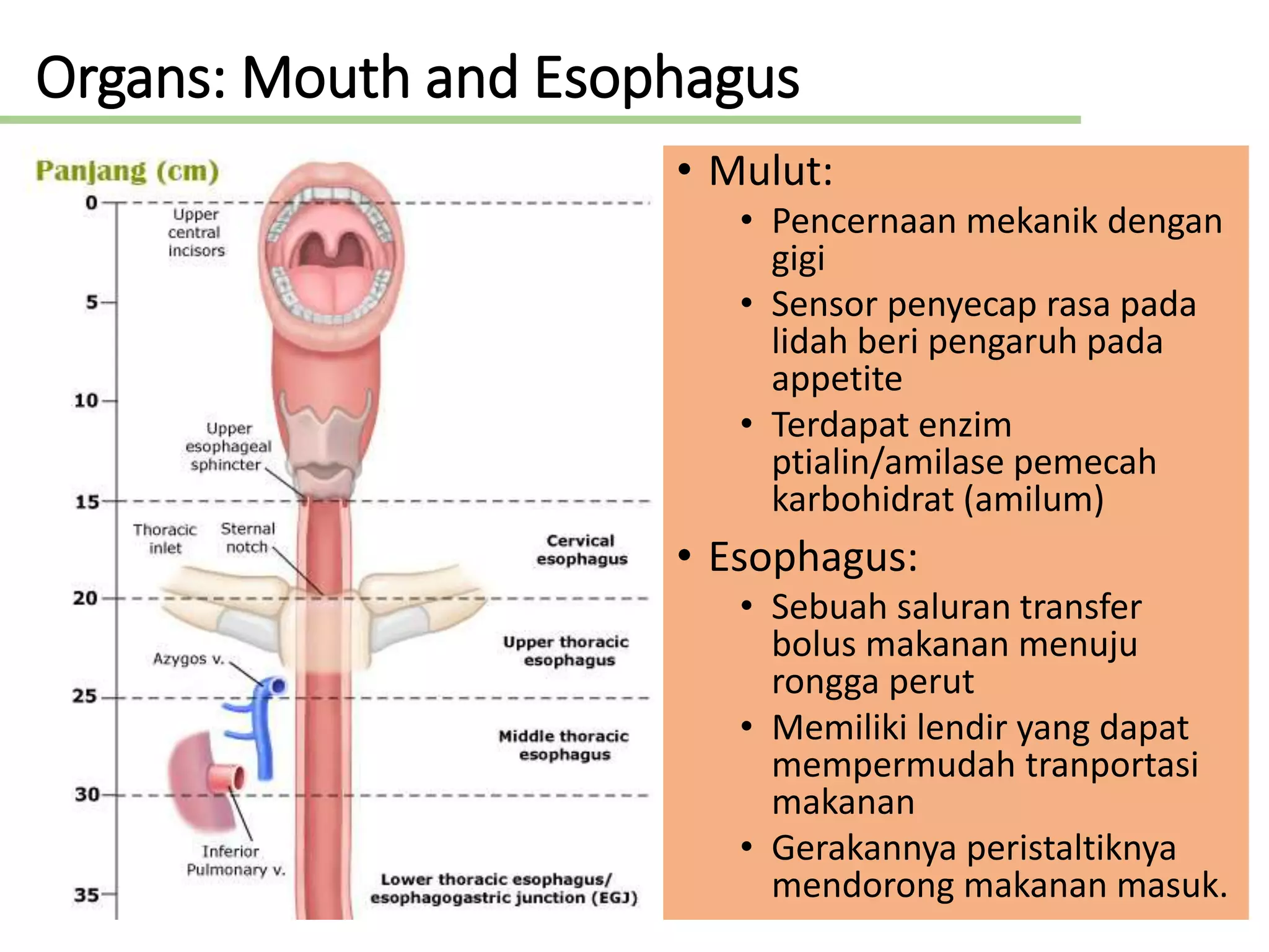 04 Patologi Manusia - Gangguan Saluran Cerna dan Kaitannya dengan ...
