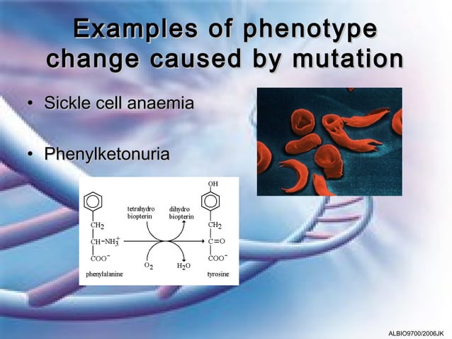 04 Phenotype Change Mutation and Environment | PPT