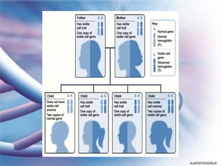 04 Phenotype Change Mutation and Environment | PPT