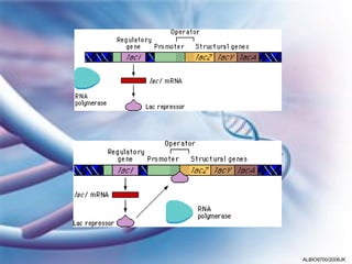 04 Phenotype Change Mutation and Environment | PPT