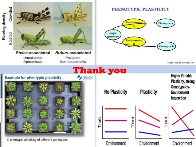 04 phenotypic plasticity