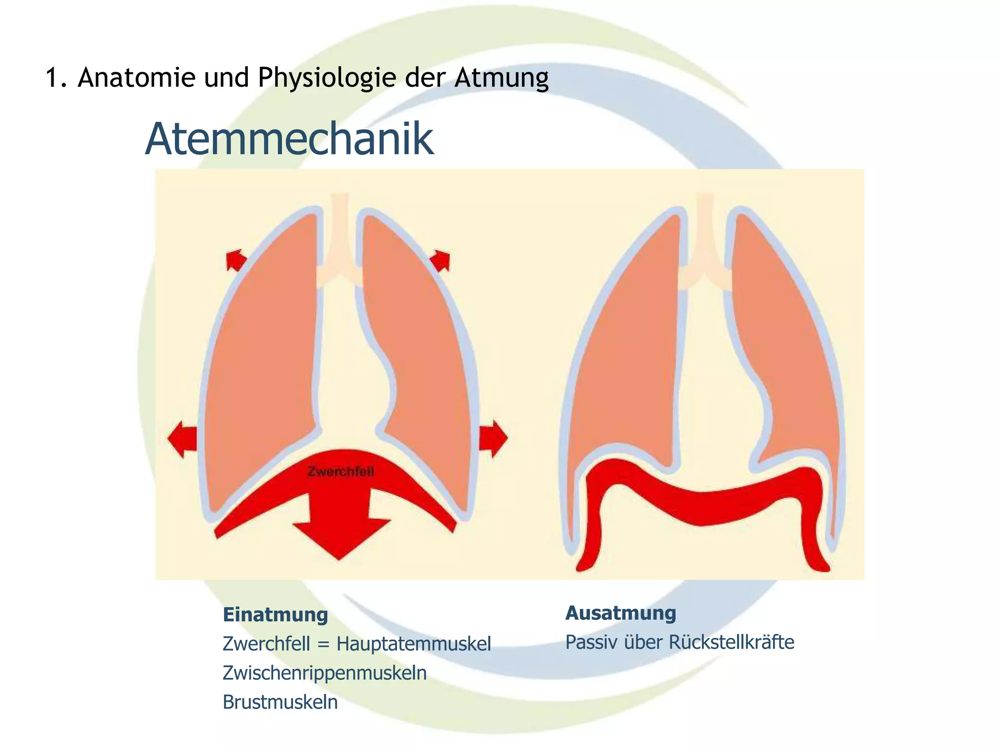 04 Physiologie der Atmung