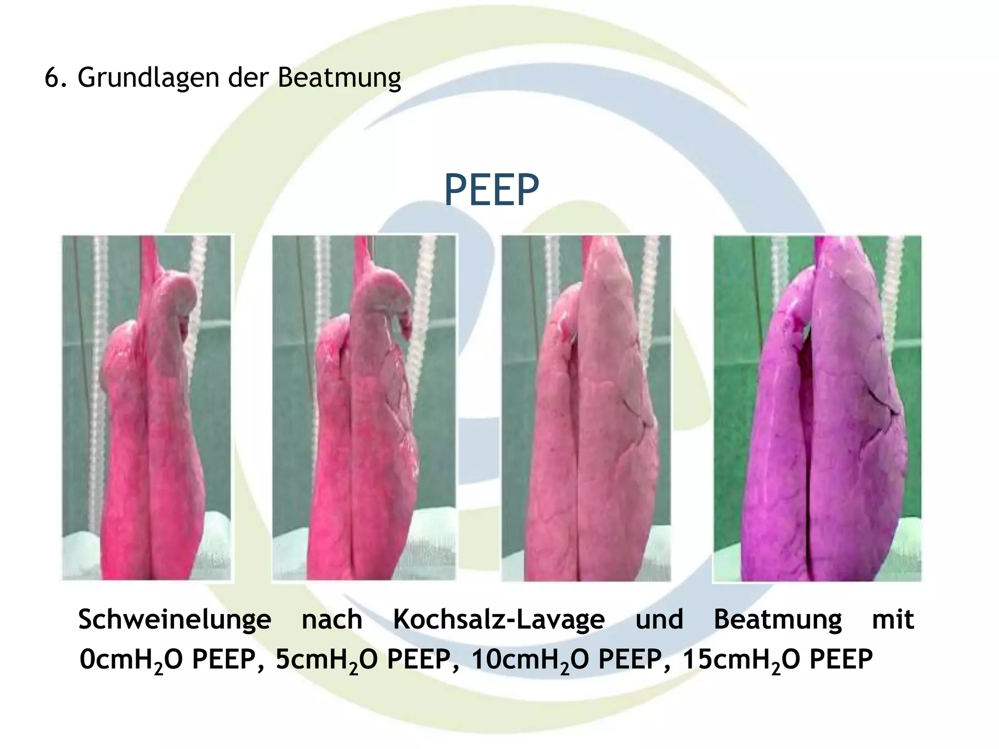 04 Physiologie der Atmung