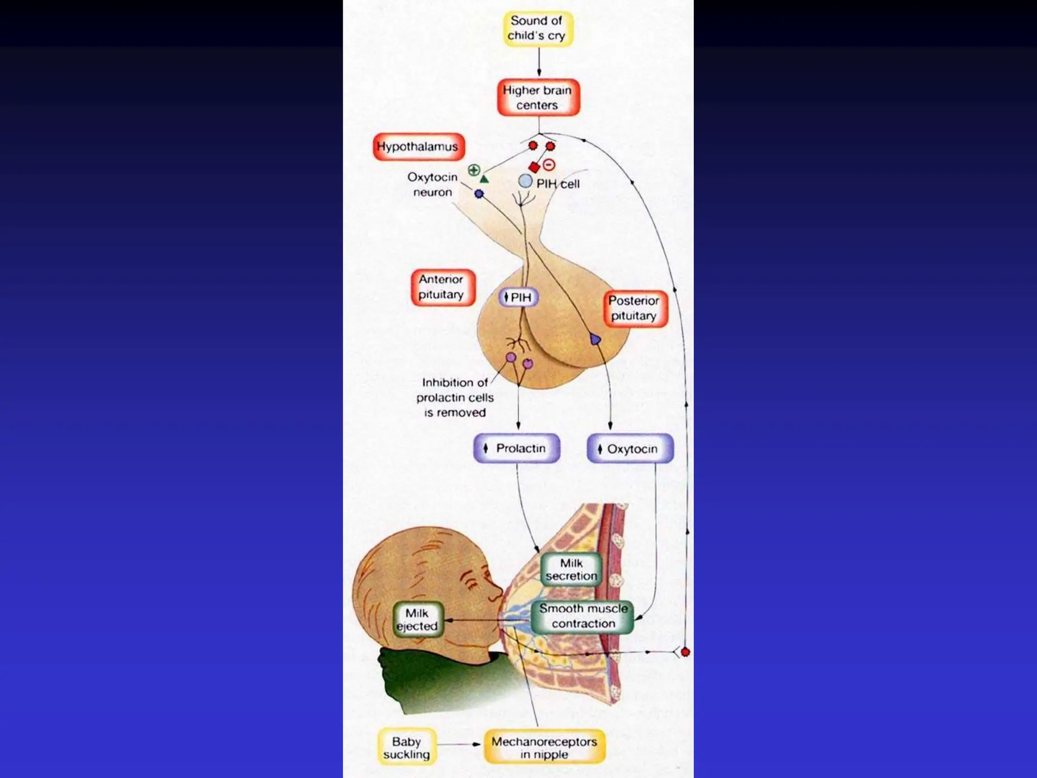 04 pregancy physiology complete_Maternal Physiology.pptx