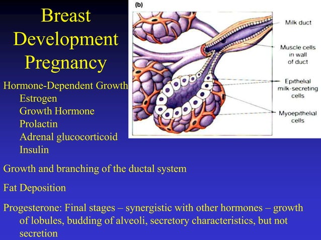 04 pregancy physiology complete_Maternal Physiology.pptx