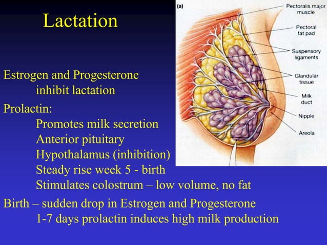04 pregancy physiology complete_Maternal Physiology.pptx