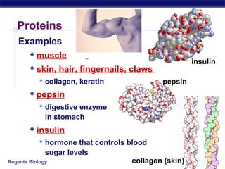 Examples Of Proteins Biology