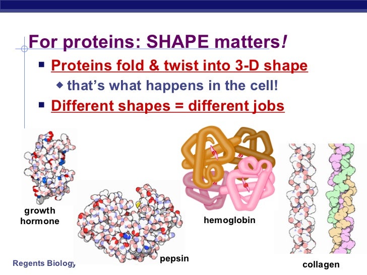 Proteins