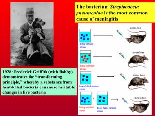 A Short History of DNA | PPT