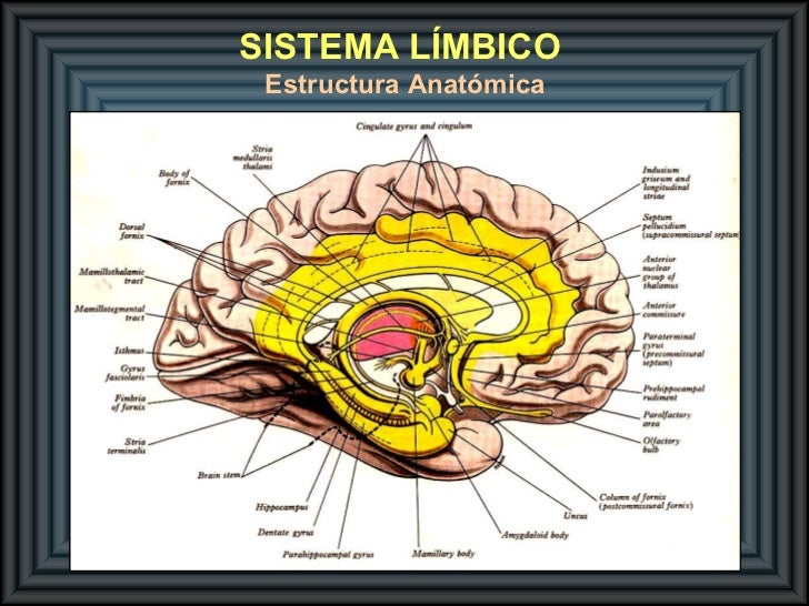 Sistema Límbico