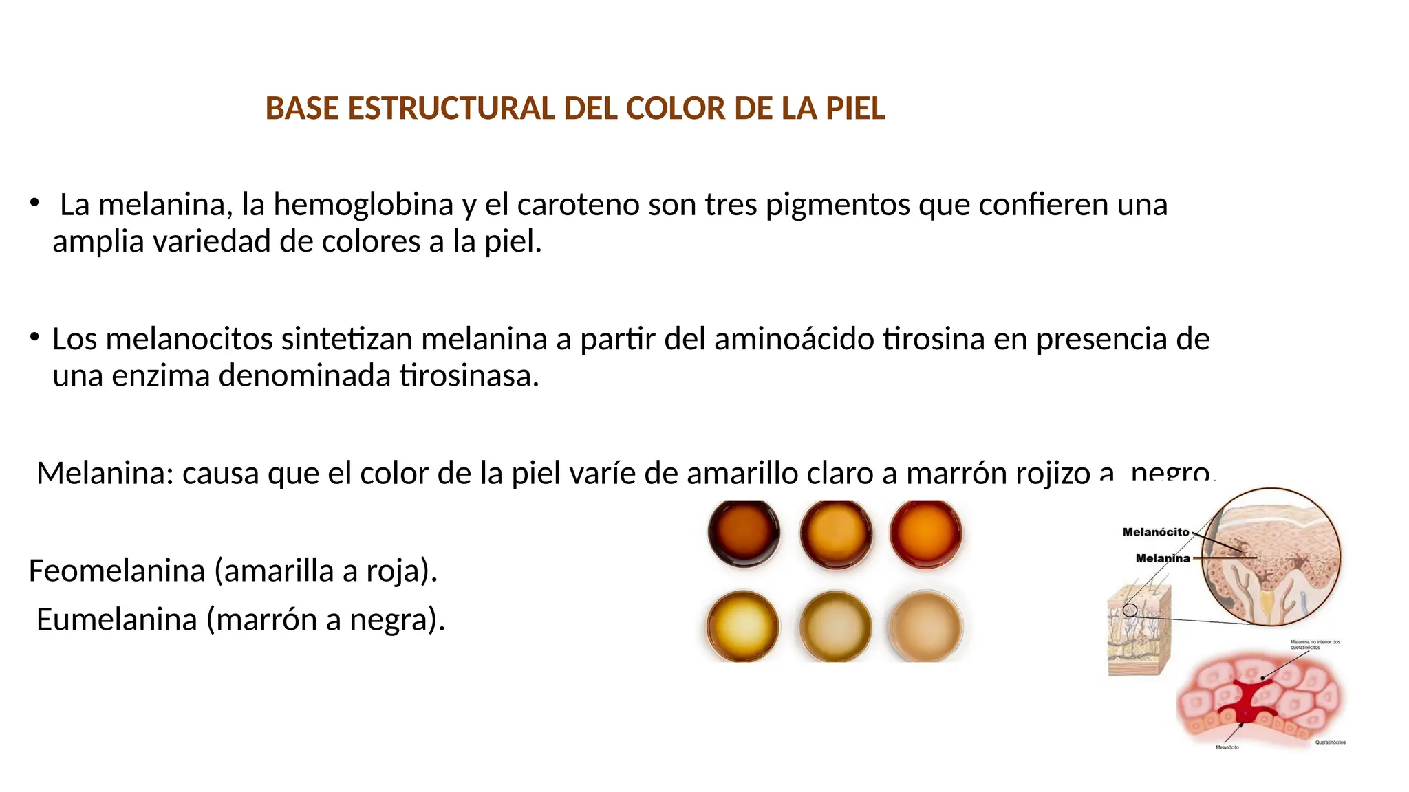 04 SISTEMA TEGUMENTARIO ANATOMOFISIOLOGÍA-2.pptx