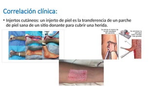 04 SISTEMA TEGUMENTARIO ANATOMOFISIOLOGÍA-2.pptx