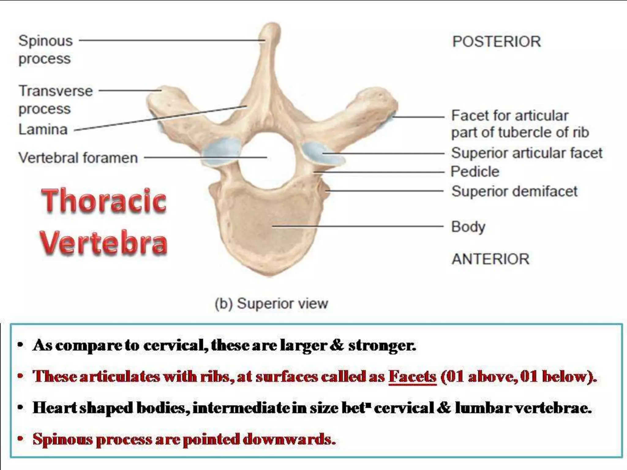 04 skeleton hap by sughosh | PPT