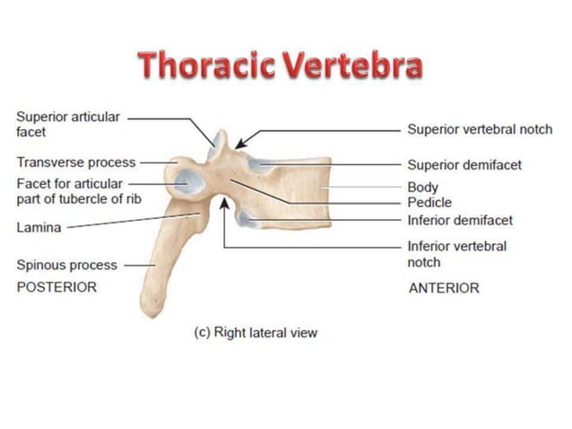 04 skeleton hap by sughosh | PPT
