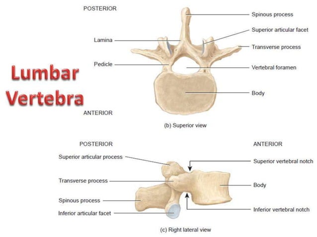 04 skeleton hap by sughosh | PPT