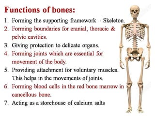 04 skeleton hap by sughosh | PPTX
