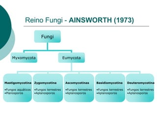 04- - - -- -- - -- Taxonomia dos Fungos | PPT