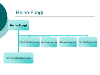 04- - - -- -- - -- Taxonomia dos Fungos | PPT