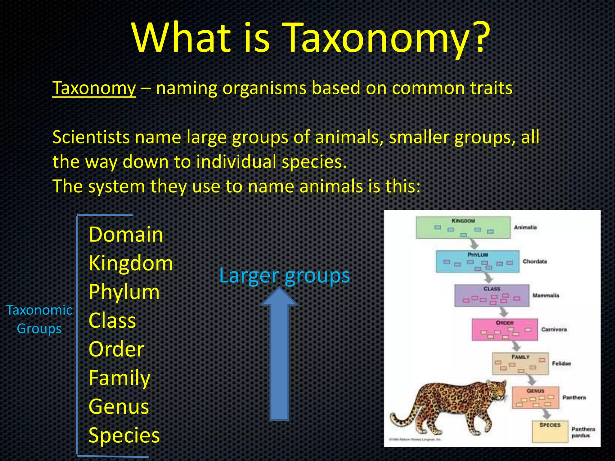 Taxonomy Presentation | PPT | Free Download