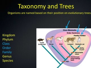 Taxonomy Presentation | PPT