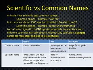 Taxonomy Presentation | PPTX