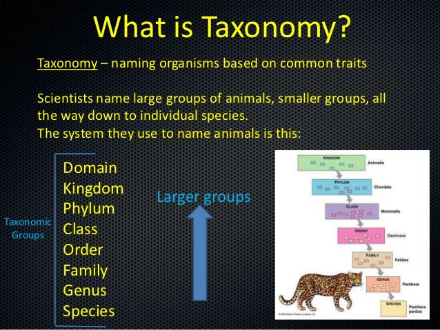 Taxonomy Presentation