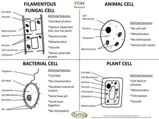 04 the cell (slides) | PPTX | Biological Sciences | Science