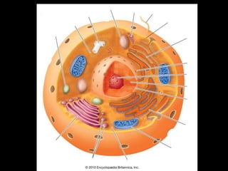 04 the cell (slides) | PPTX | Biological Sciences | Science