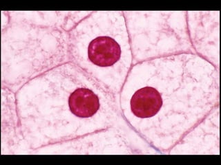 04 the cell (slides) | PPTX | Biological Sciences | Science