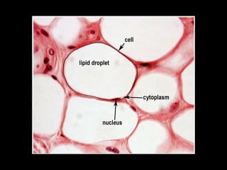 04 the cell (slides) | PPTX | Biological Sciences | Science