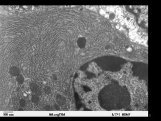 04 the cell (slides) | PPTX