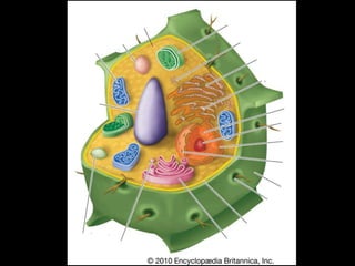 04 the cell (slides) | PPTX | Biological Sciences | Science