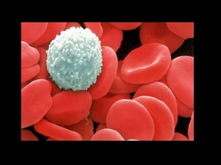 04 the cell (slides) | PPTX | Biological Sciences | Science