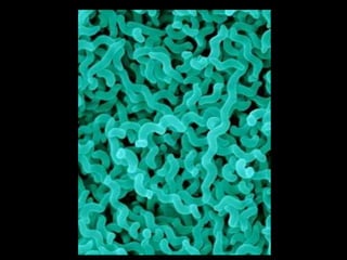 04 the cell (slides) | PPTX | Biological Sciences | Science