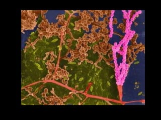 04 the cell (slides) | PPTX | Biological Sciences | Science