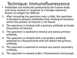 04 the microscope | PPT