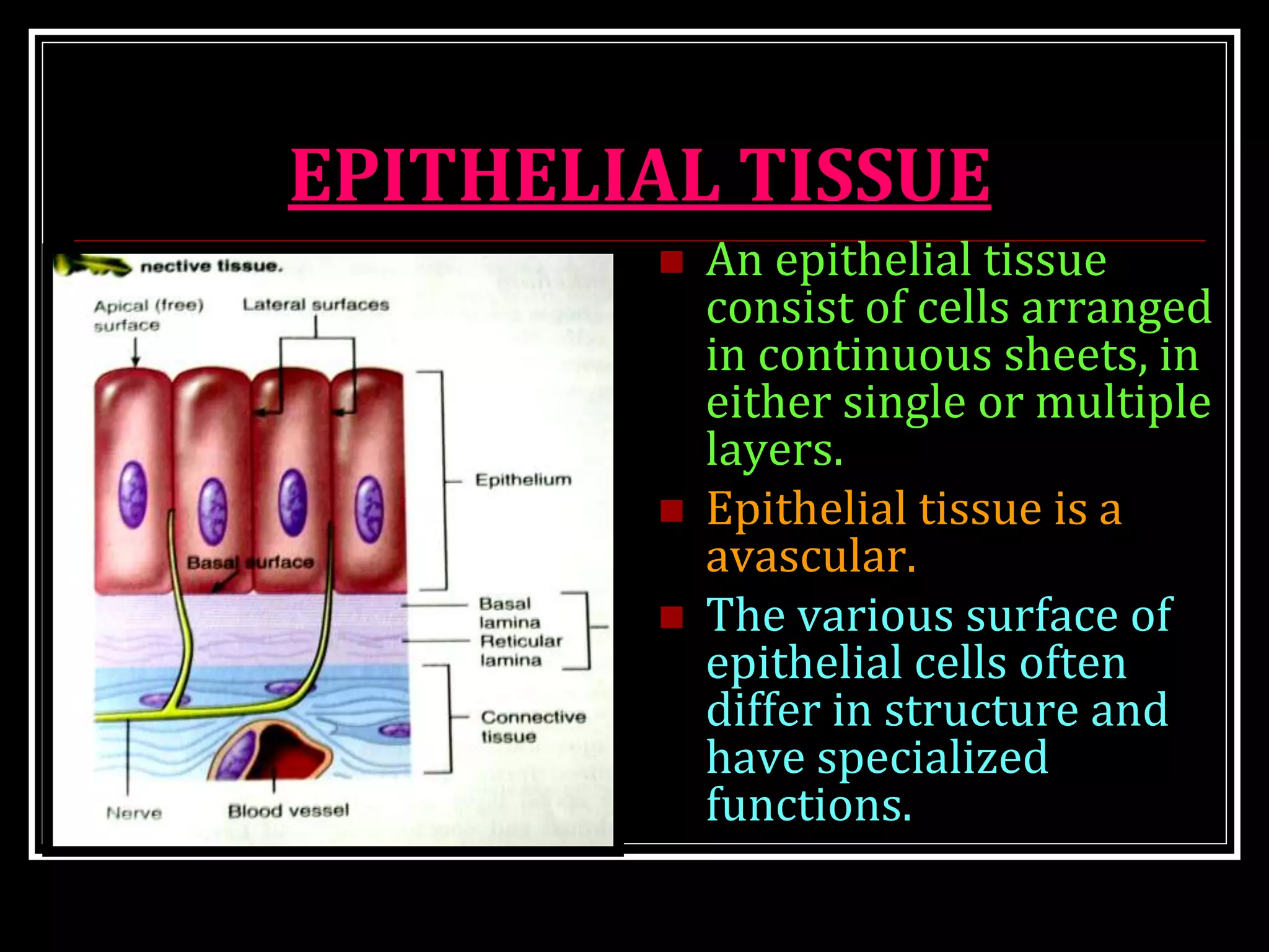 TISSUE-GLANDS | PPT