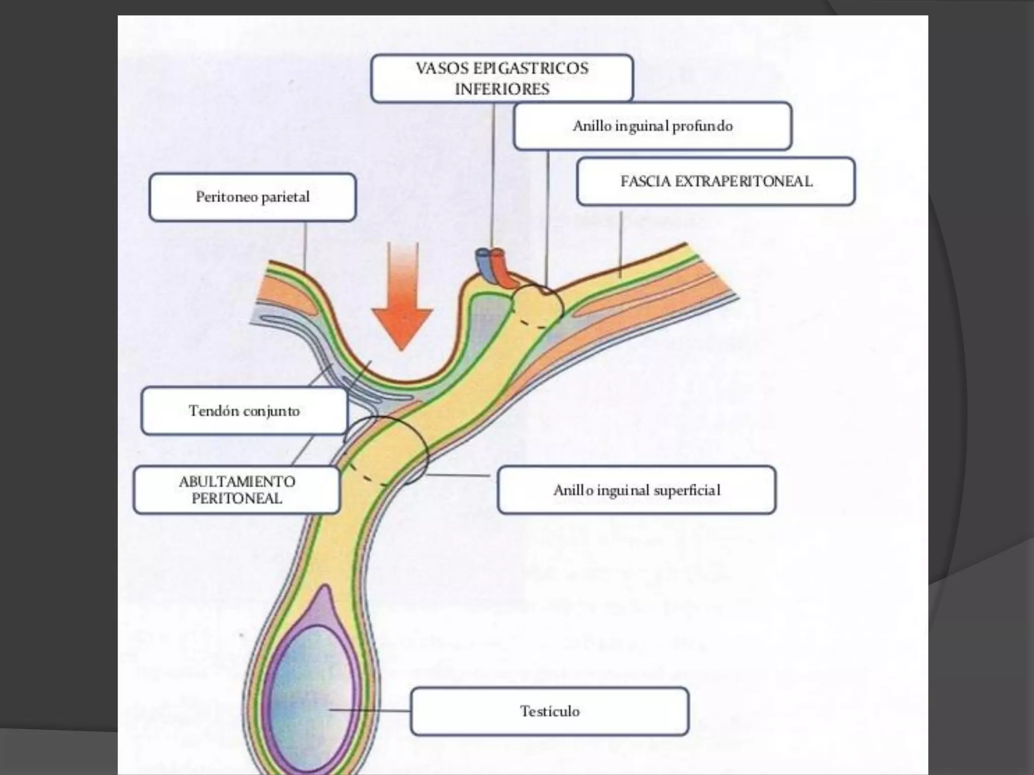 ANATOMIA DE CORTE - Topografia del Conducto Inguinal | PDF