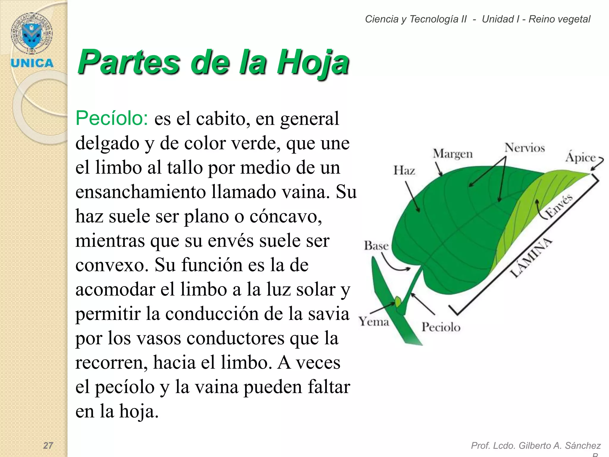 04 unidad i tema 2 - partes de la planta | PPSX