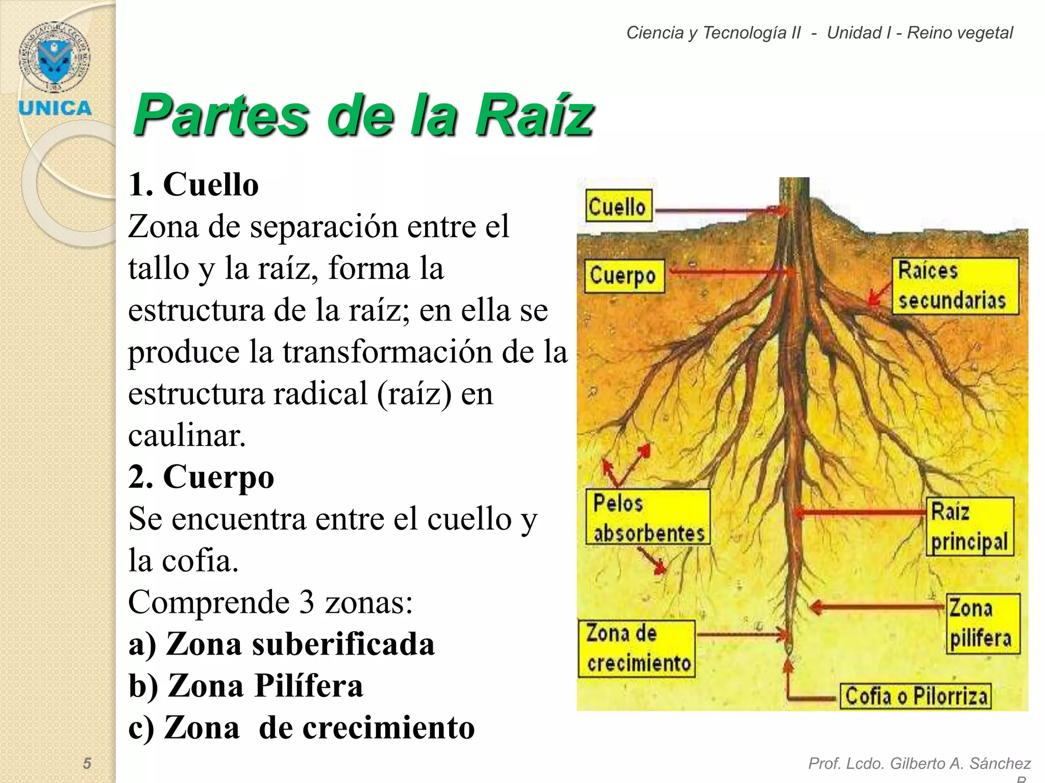 04 unidad i tema 2 - partes de la planta | PPSX
