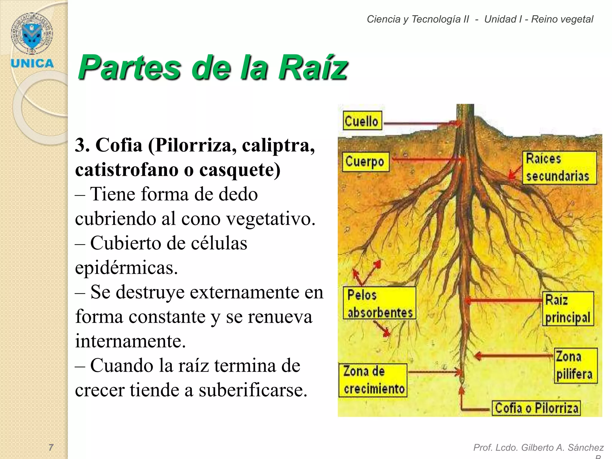 04 unidad i tema 2 - partes de la planta | PPSX