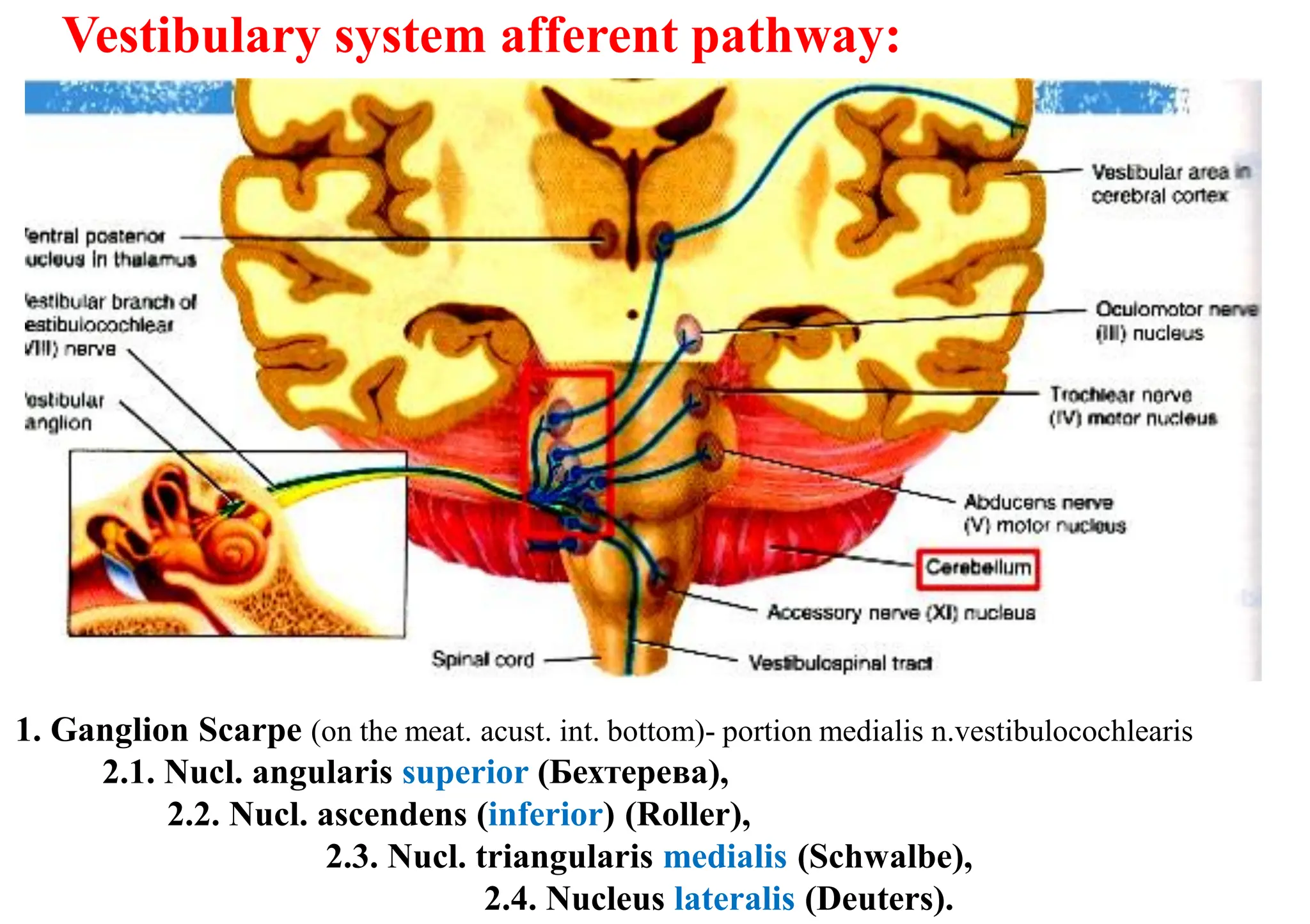 04 Vestibulary system English 081020.pdf