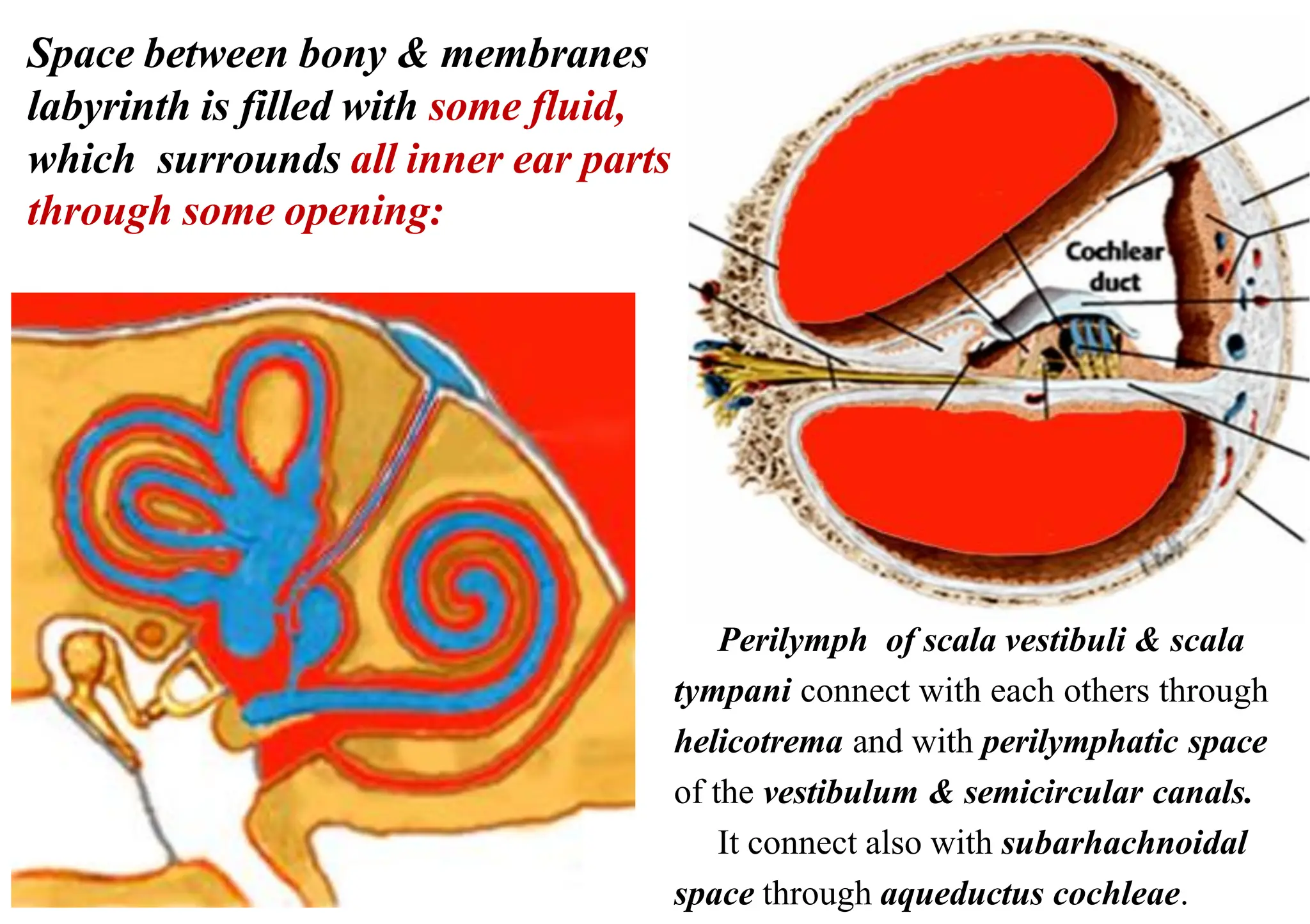 04 Vestibulary system English 081020.pdf