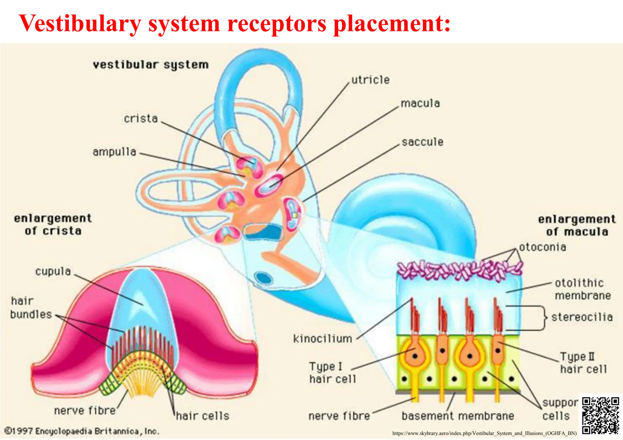 04 Vestibulary system English 081020.pdf
