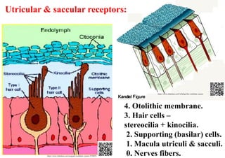 04 Vestibulary system English 081020.pdf