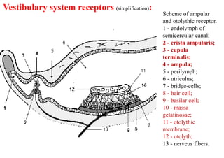 04 Vestibulary system English 081020.pdf
