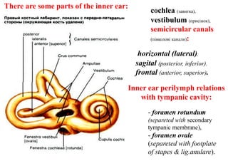 04 Vestibulary system English 081020.pdf