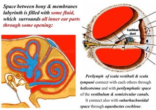 04 Vestibulary system English 081020.pdf
