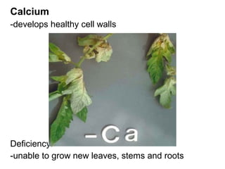 04 what plants need | PPT