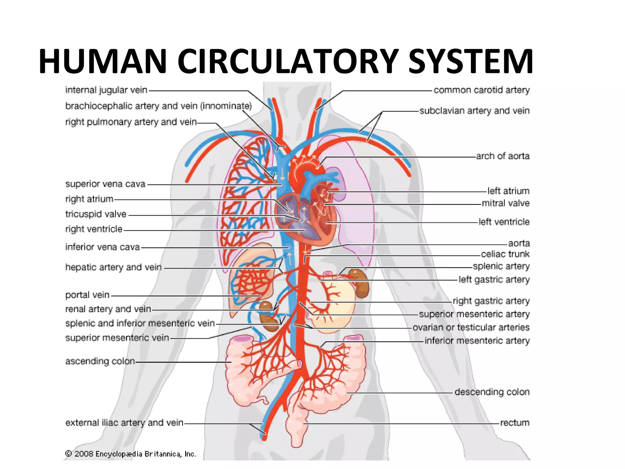 Transport systems in animals | PPT